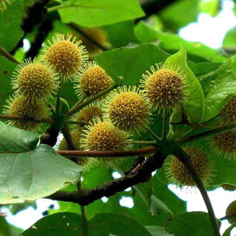 Haldina Cordifolia Seeds Adina Cordifolia Haldu Tree 200 - Etsy