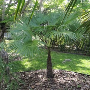 Trachycarpus Latisectus - Windamere Palm - 5 Seeds - Etsy