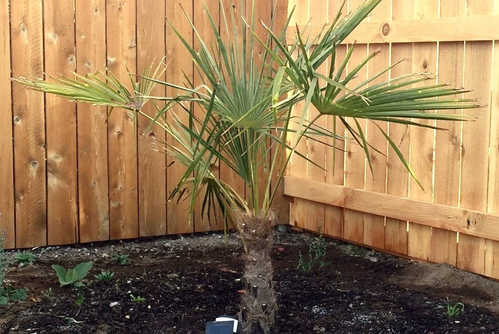 Trachycarpus Latisectus Windamere Palm 5 Seeds - Etsy