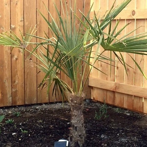 Trachycarpus Latisectus - Windamere Palm - 5 Seeds - Etsy