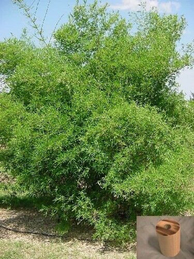 Dendrocalamus Strictus 20 Seeds Iron Bamboo Male Bamboo - Etsy