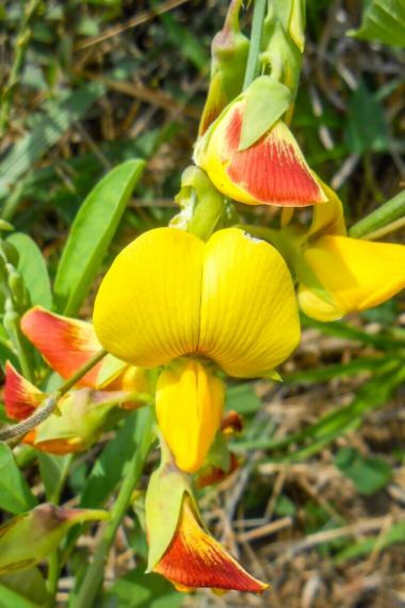 Crotalaria Spectabilis SHOWY RATTLEBOX Golden Yellow Flowers - Etsy