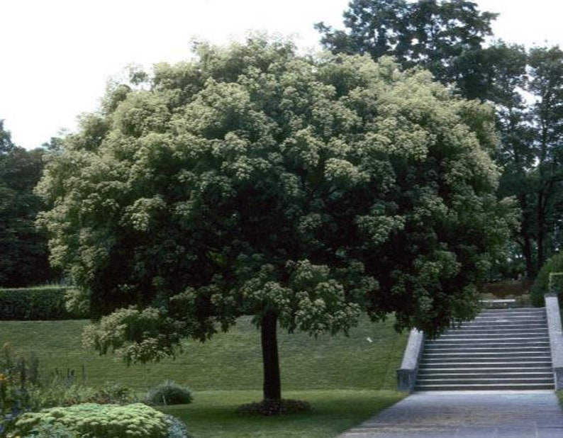 20 Bee Tree Euodia Hupehensis Seeds 20 Seeds tetradium | Etsy