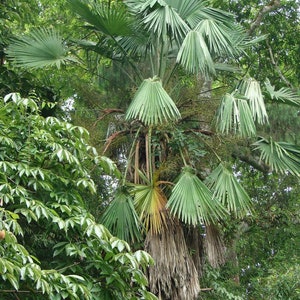 Trachycarpus Latisectus - Windamere Palm - 5 Seeds - Etsy