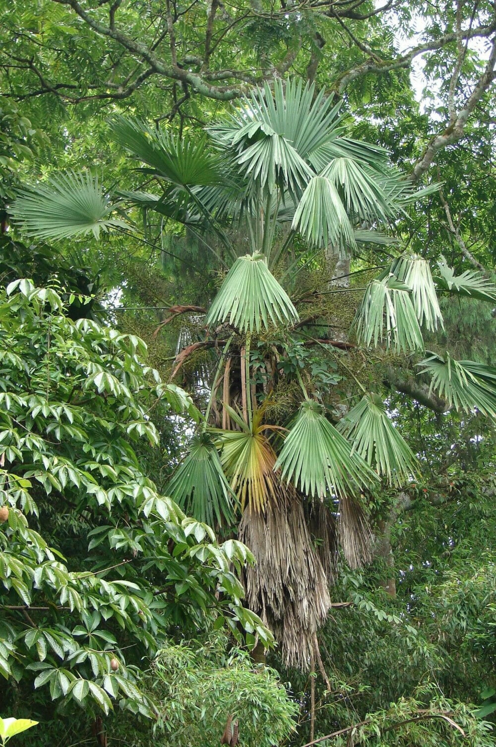 Plants Home & Living Windamere Palm Trachycarpus latisectus 5 Seeds ...