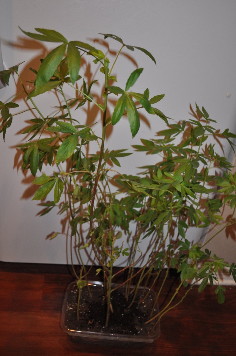 KENAF Hibiscus Cannabinus Red Flower 10 Seeds - Etsy