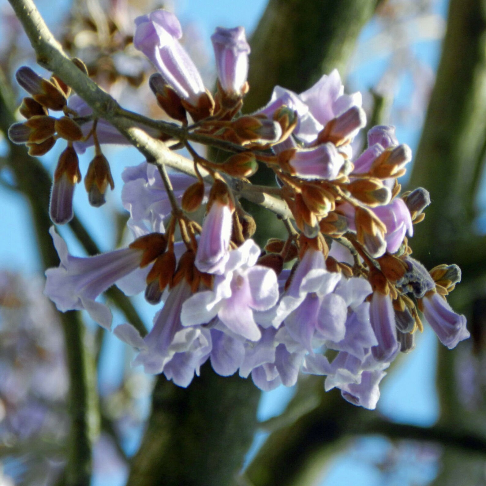 Paulownia Tomentosa Empress Tree / Foxglove Tree 50 Seeds - Etsy