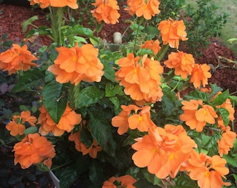 NEW Crossandra Seeds, Tropic Flame Crossandra, Firecracker Flower ...