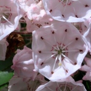 Kalmia Latifolia - Mountain Laurel, Calico-bush, Spoonwood - 50 Seeds ...