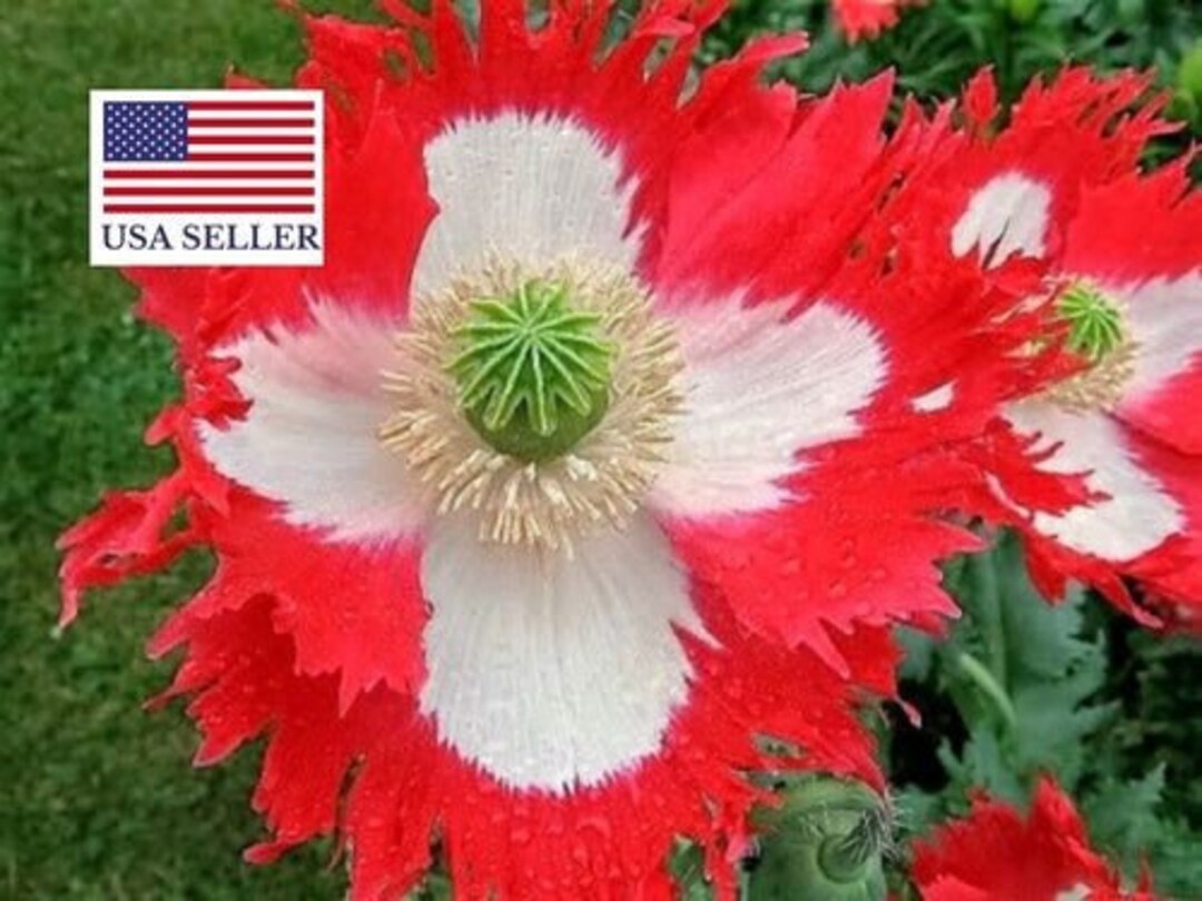 Papaver Poppy Danish Flag Queens Poppy Danebrog Flower Seed 600 0.25gr ...