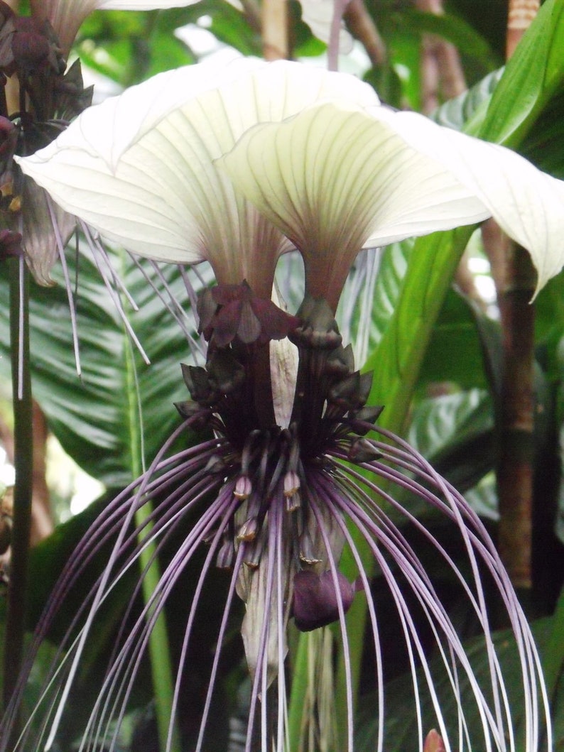 Tacca Nivea White Bat Flower Bat Head Lily 5 Seeds - Etsy