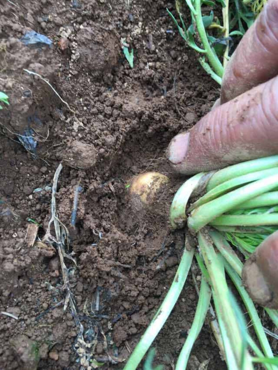 Maca - Peruvian Ginseng - 50 Seeds - Andes Ginseng - Culinary Root ...