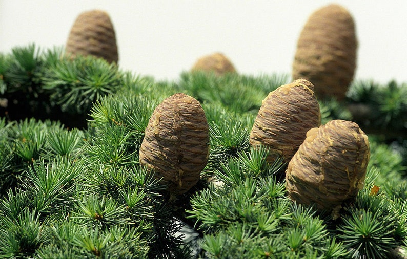 Cedrus Libani Cedar of Lebanon 5 Seeds - Etsy