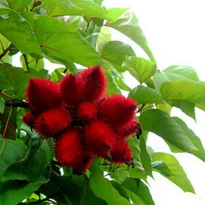 Bixa Orellana 50 Seeds Lipstick Tree Annatto Urucum Colorau Tree ...