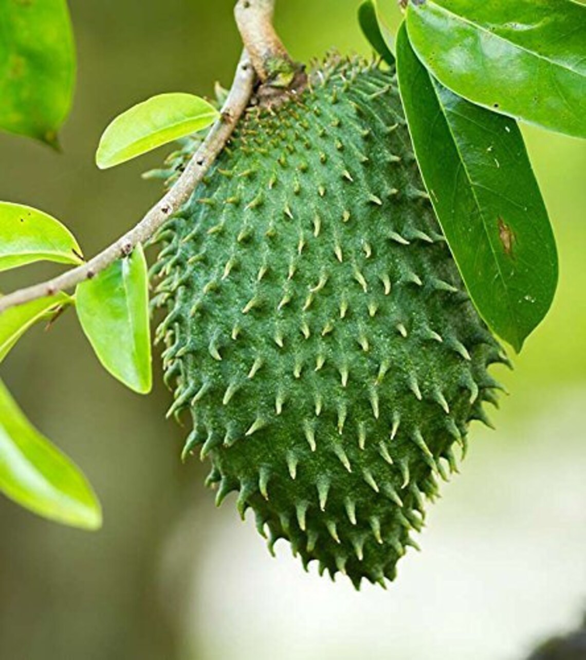 Annona Muricata Soursop Giant Graviola Tropical Fruit Plant - Etsy