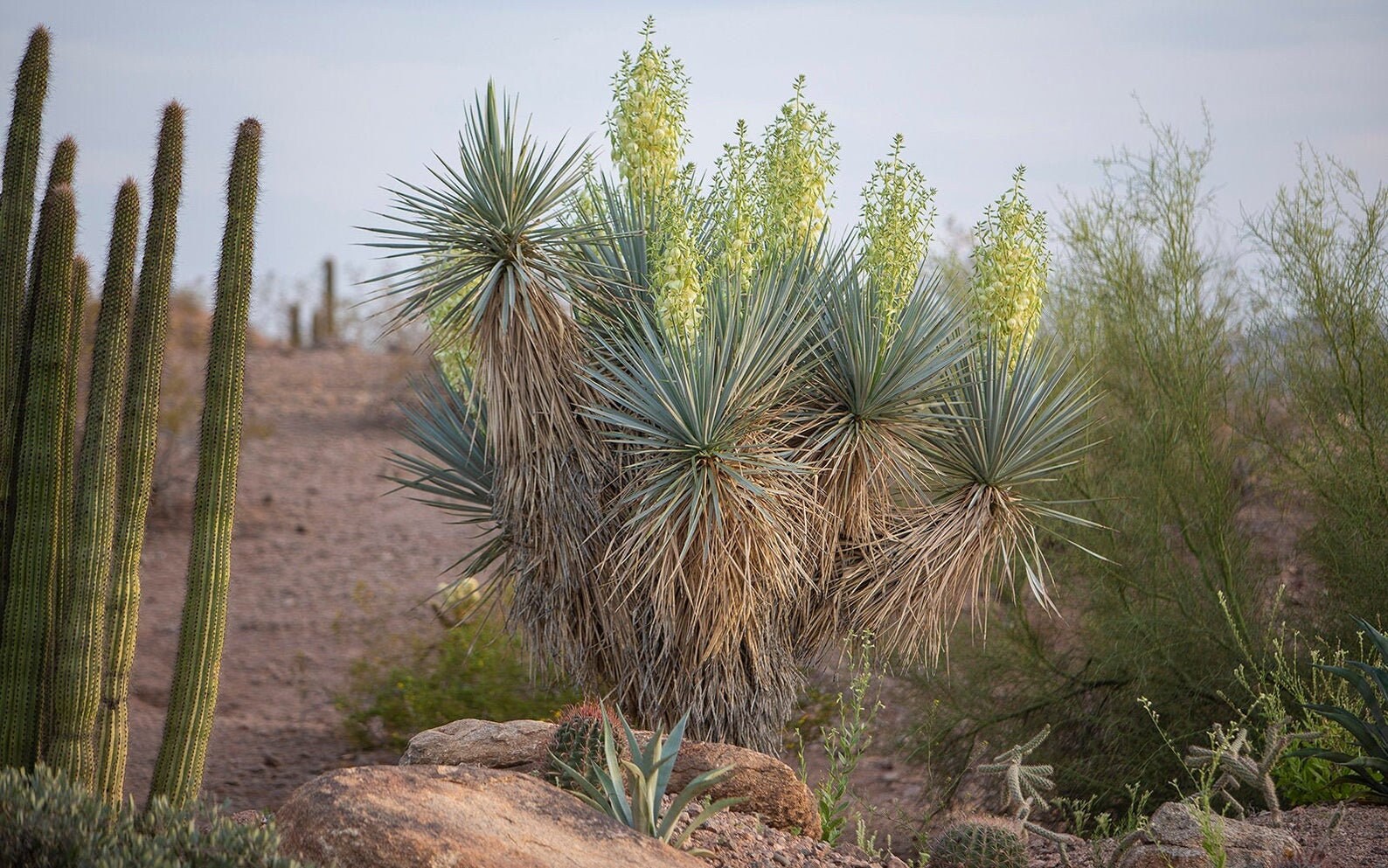 Yucca Rigida Blue Yucca 10 Seeds | Etsy