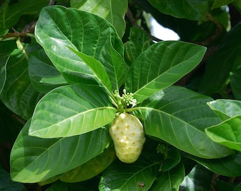 NONI Indian Beach Mulberry Great Morinda Citrifolia Cheese Fruit ...