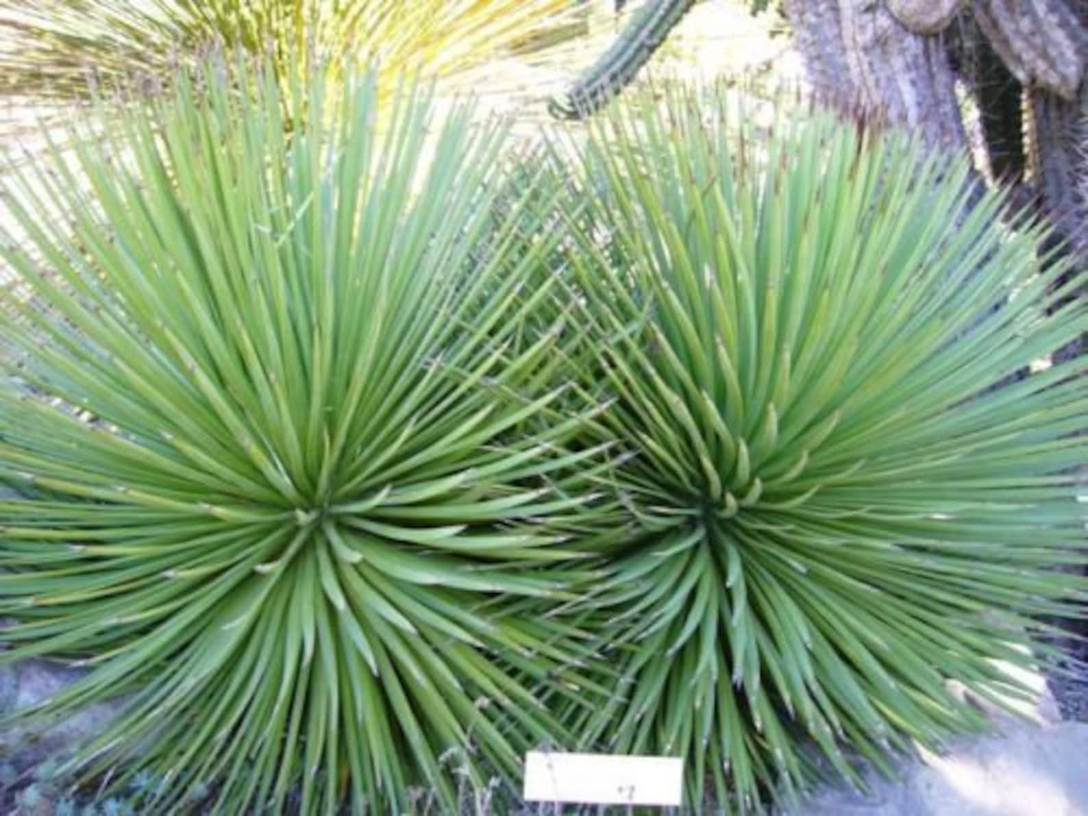 Agave Striata Subsp. Striata Espadin Hardy Spiney - Etsy
