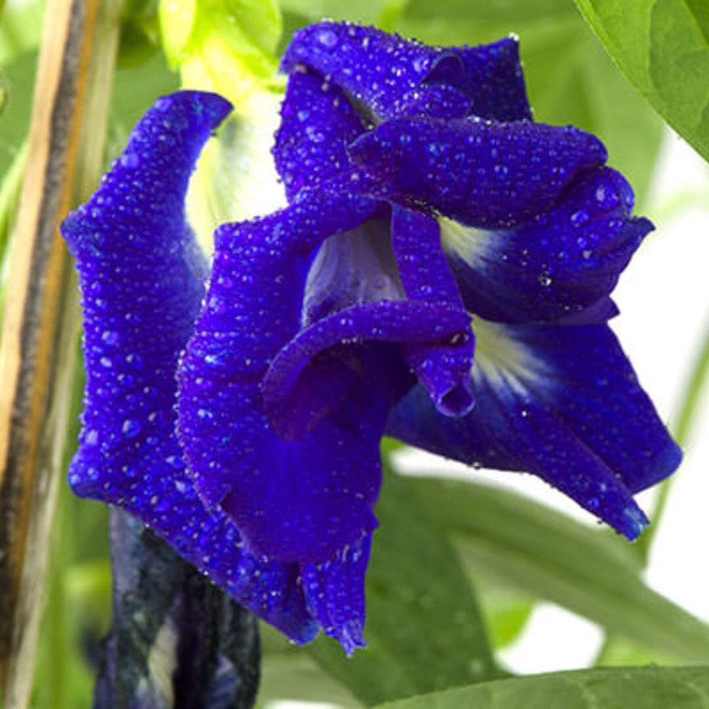 Clitoria Ternatea Blue Double Butterfly Pea Blue Fairy - Etsy