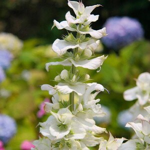 Salvia Sclarea Vatican White / White Clary Sage / Hardy Perennial ** 20 ...