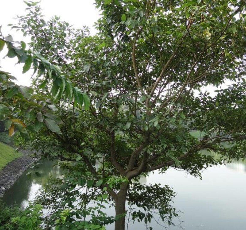 Ficus Racemosa Cluster Fig Tree Goolar India Edible Fruit - Etsy