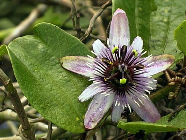 Passiflora Alnifolia Very Rare Passionfruit 5 Seeds - Etsy