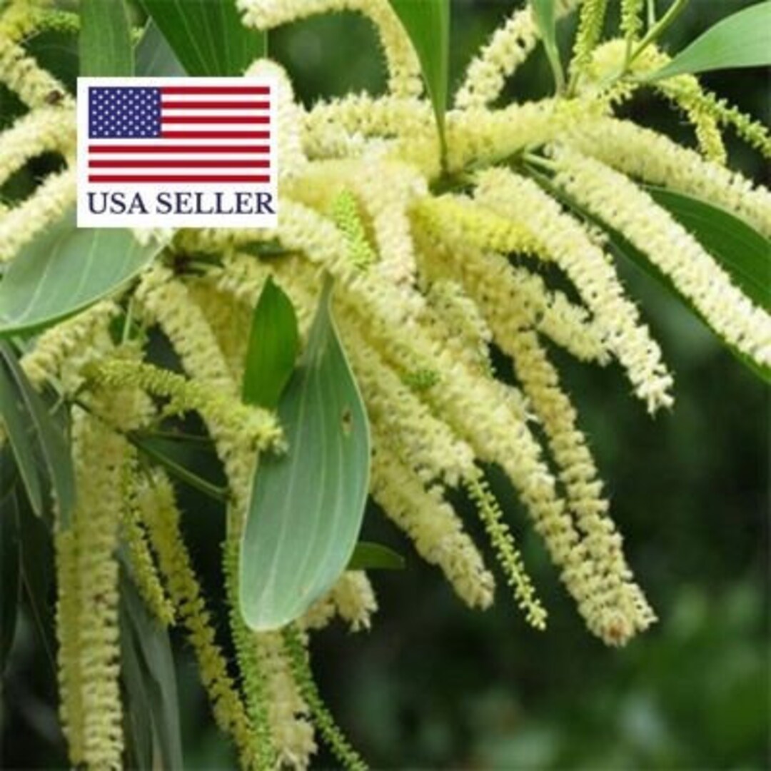 25 Acacia Mangium Seeds, Black Wattle Seeds , Hickory Wattle, Mangium ...