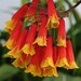 Bomarea Multiflora Seeds 5 Seeds Alstroemeria Flowers - Etsy