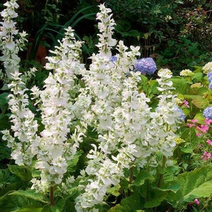 Salvia Sclarea Vatican White / White Clary Sage / Hardy Perennial ** 20 ...