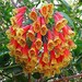 Bomarea Multiflora Seeds 5 Seeds Alstroemeria Flowers Rouge Orange Very ...