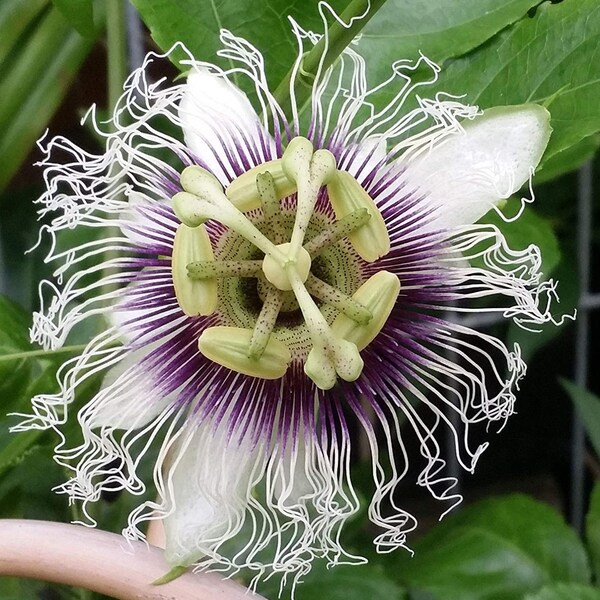 Passiflora Colinvauxii - Etsy