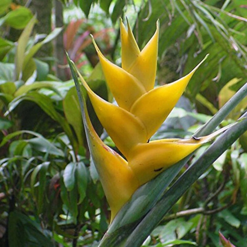 Heliconia Plants - Etsy