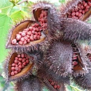 Bixa Orellana 50 Seeds Lipstick Tree Annatto Urucum Colorau Tree ...