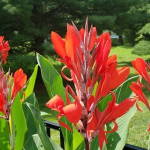 Canna Indica / Edulis, India Shot Lily, Canna Lily - 10 Seeds - Etsy