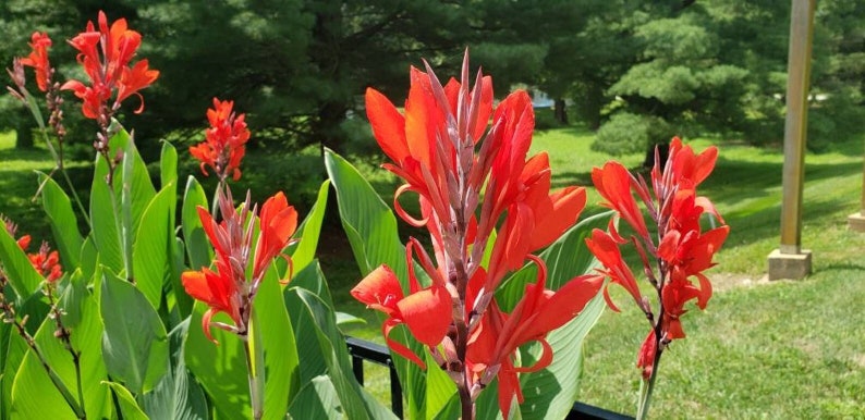 Canna Indica / Edulis India Shot Lily Canna Lily 10 Seeds - Etsy