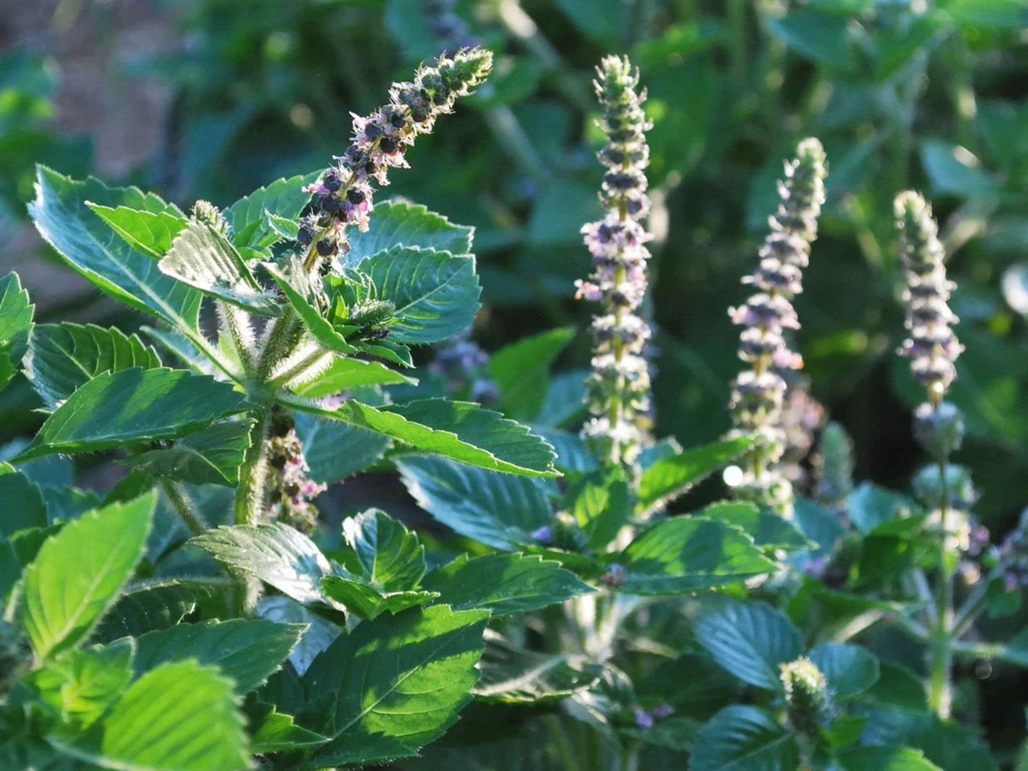 Ocimum Tenuiflorum Seeds