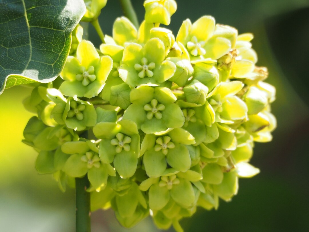 Dregea Volubilis, Wattakaka Volubilis, Hemajivanti, Wax Flower, Jukti ...