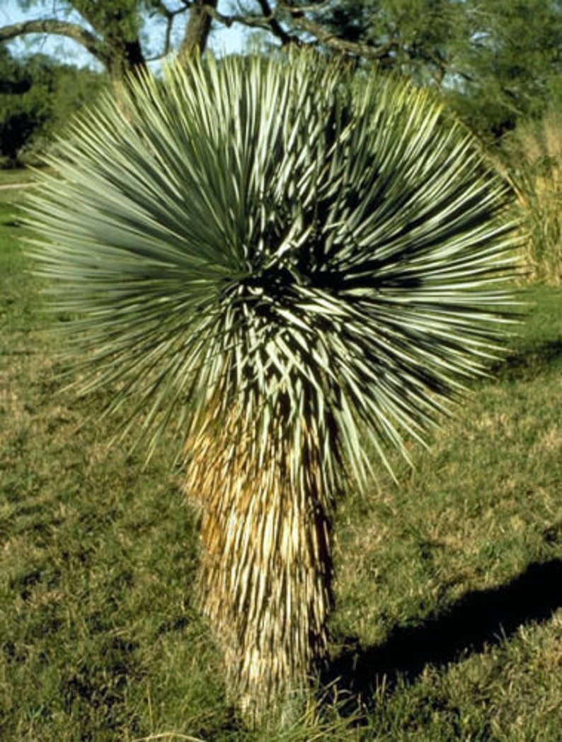 Yucca Rostrata 10 Seeds Blue Beaked Yucca Hardy to Severe - Etsy