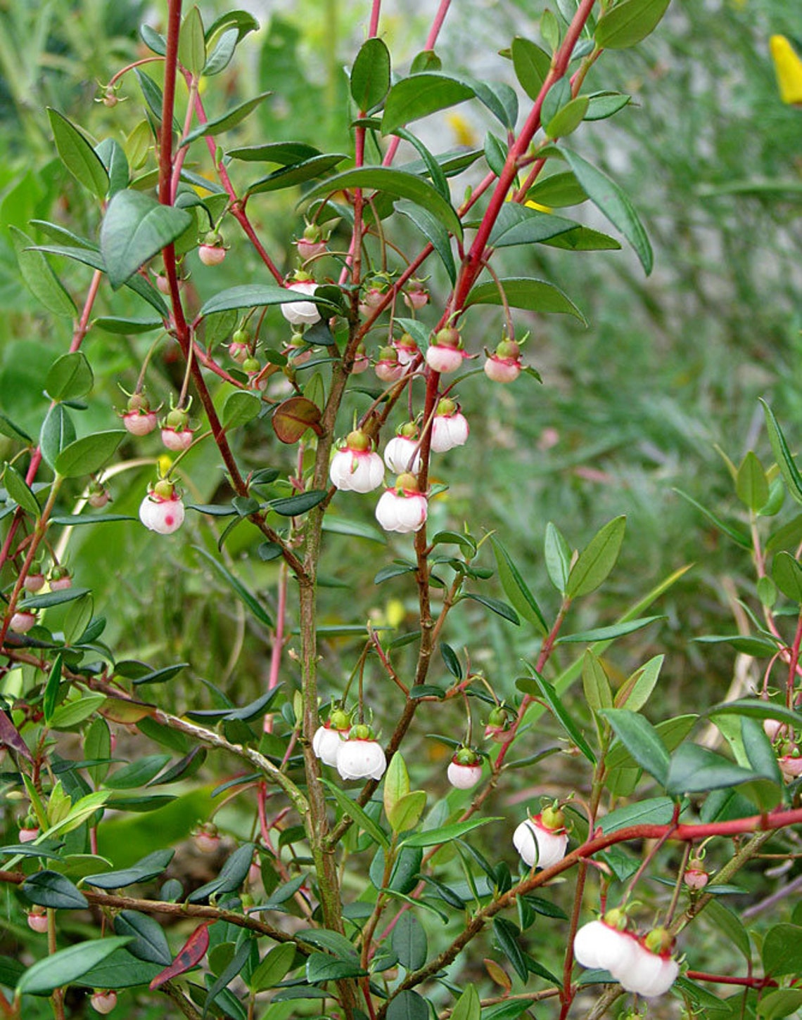 Rare Chilean Guava / Murtilla Ugni Molinae Fruit 10 Seeds - Etsy