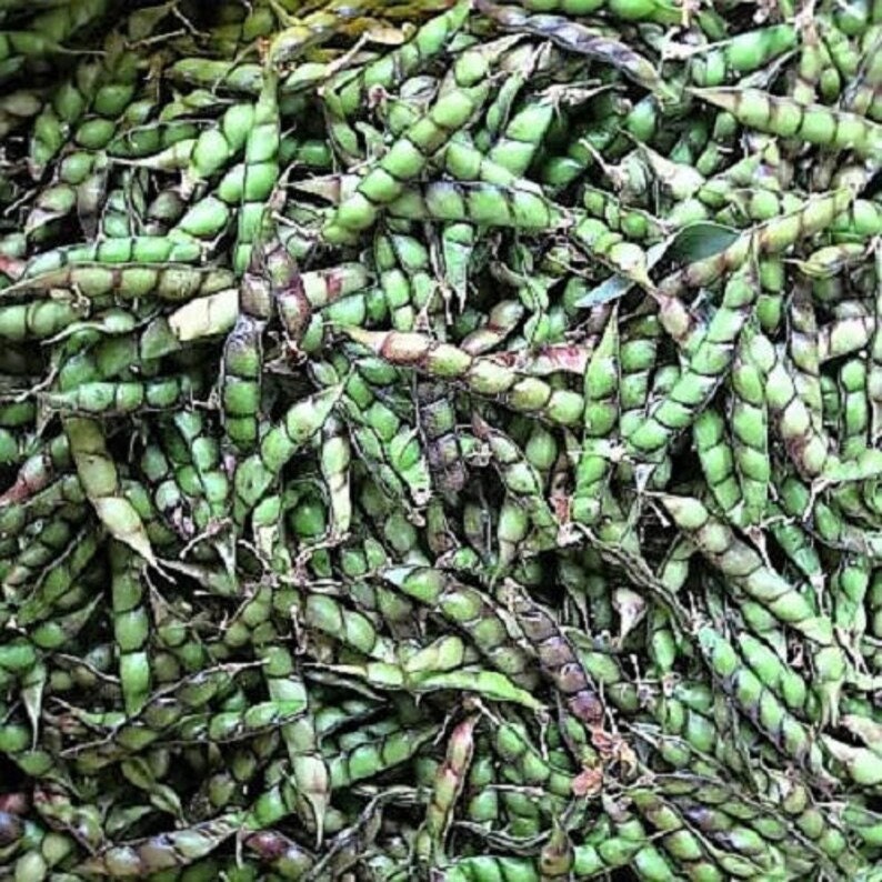 20 Cajanus Cajan Seeds PIGEON PEA Dhal Gungo Puerto Rico - Etsy