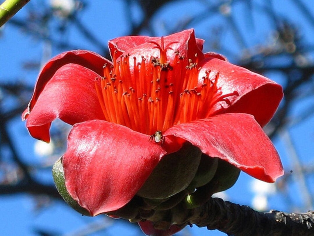Bombax Ceiba Seeds - Red Silk Cotton Tree - 20 Seeds - Etsy