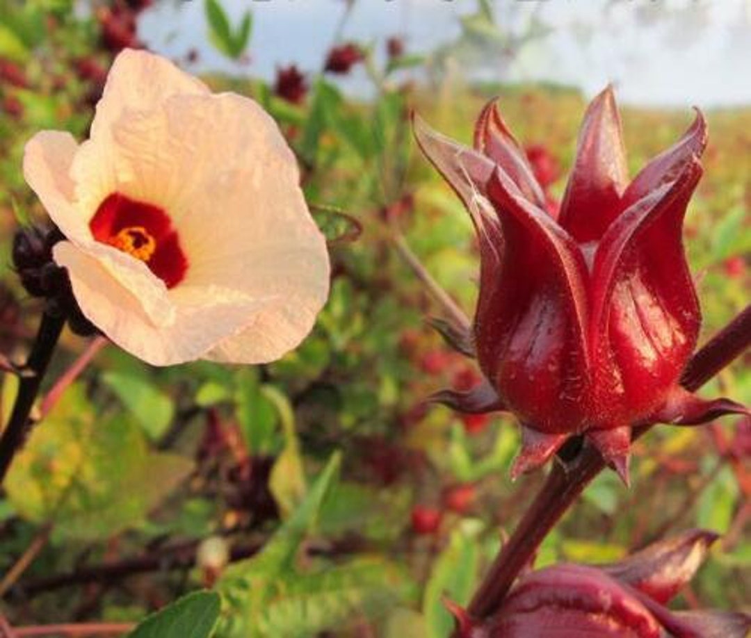 Roselle Hibiscus Seeds (hibiscus Sabdariffa) ** ORIGINAL ** Subshrub ...