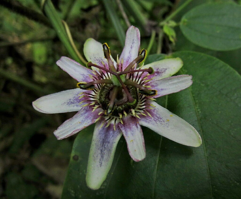 Passiflora Alnifolia Very Rare Passionfruit 5 Seeds - Etsy