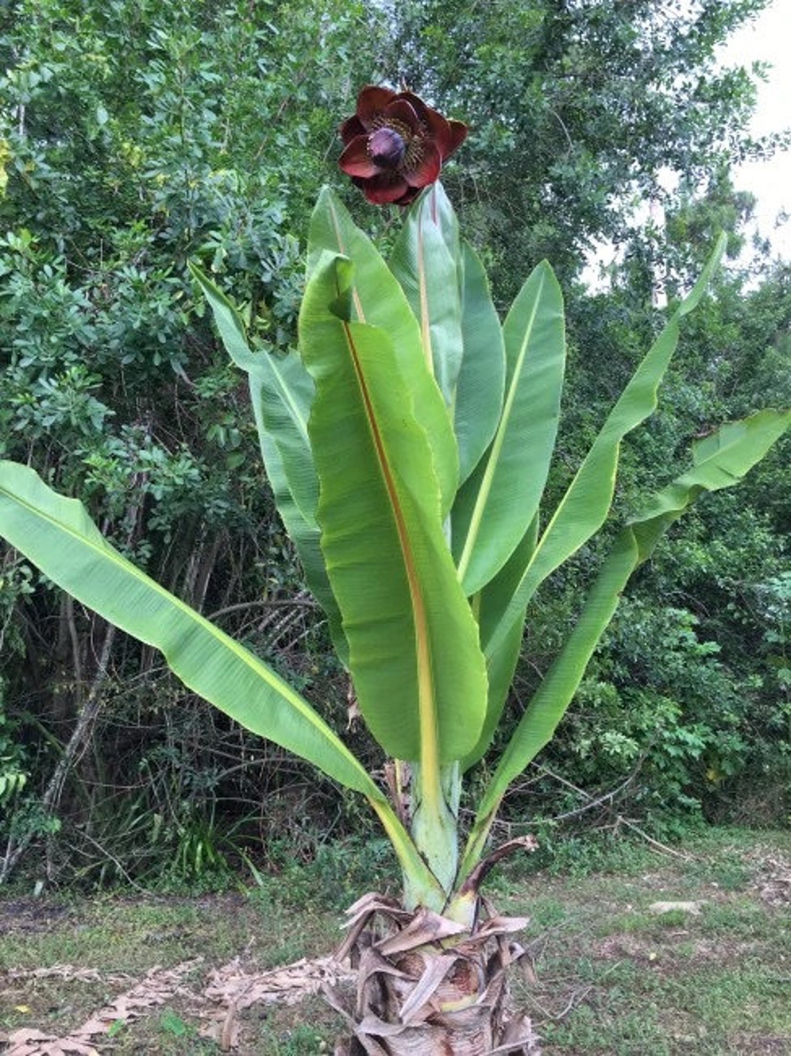 Ensete Superbum Seeds Musa Superba Cliff Banana Rock | Etsy