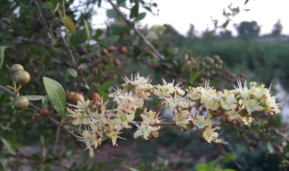 Henna Seeds Lawsonia Inermis Mehndi Dye Plant Henna - Etsy
