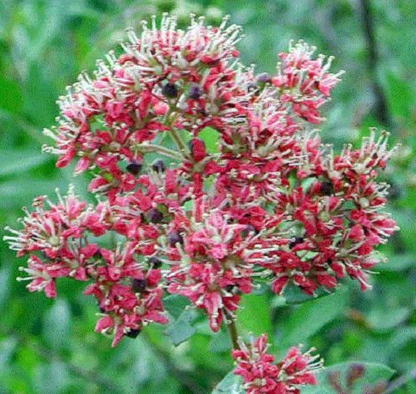 Henna Seeds Lawsonia Inermis Mehndi Dye Plant Henna - Etsy