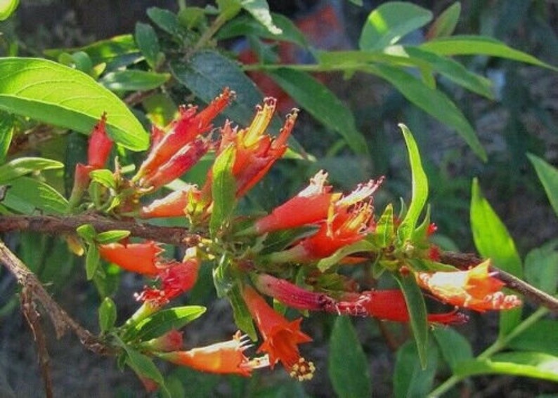 Woodfordia Fruticosa Fire Flames Woodfordia Dhataki Plant - Etsy