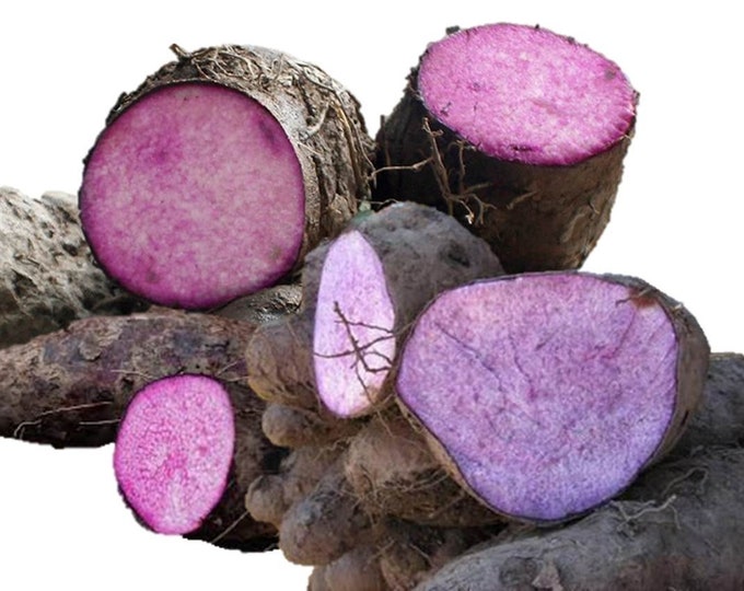 10 Pcs Ube Purple Yam Bulbils for Planting Average Size 1 Inch - Etsy