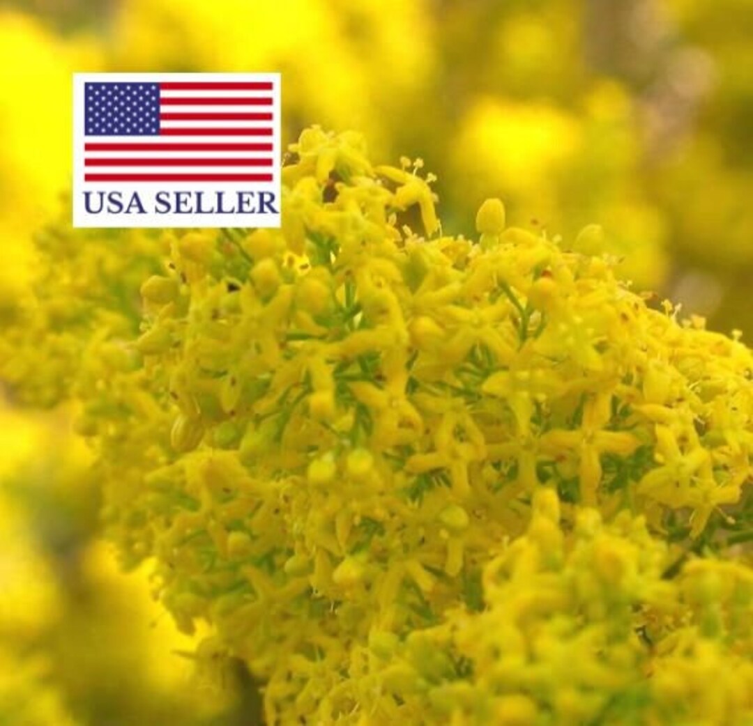 Galium Verum Subsp. Verum - Curd Grass, Gallium, Ladys Bedstraw - 100 ...