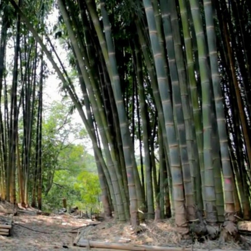 Dendrocalamus Strictus 20 Seeds Iron Bamboo Male Bamboo - Etsy